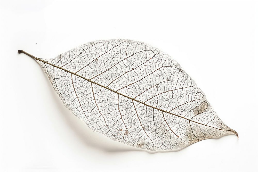 Intricate skeletonized leaf structure | Free Photo - rawpixel