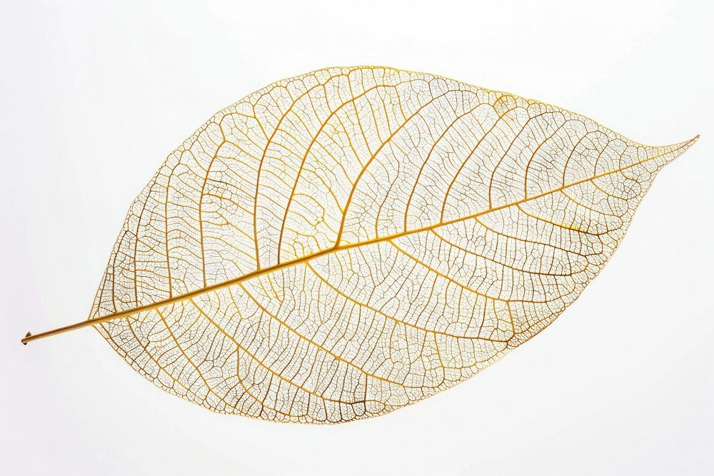 Delicate skeletonized leaf structure | Free Photo - rawpixel