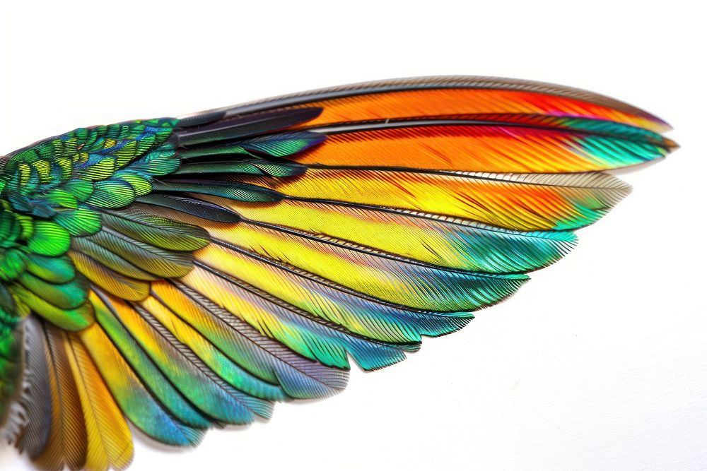 Colorful bird wing feathers | Free Photo - rawpixel