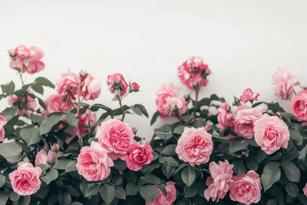 Beautiful pink roses in bloom | Free Photo - rawpixel