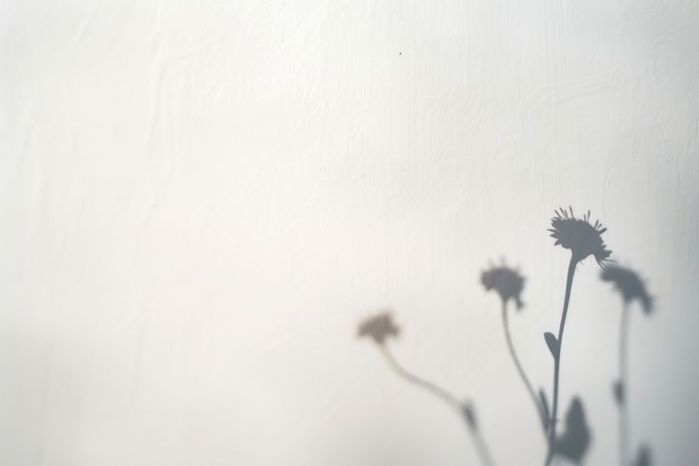 Shadowy flowers on white wall | Free Photo - rawpixel