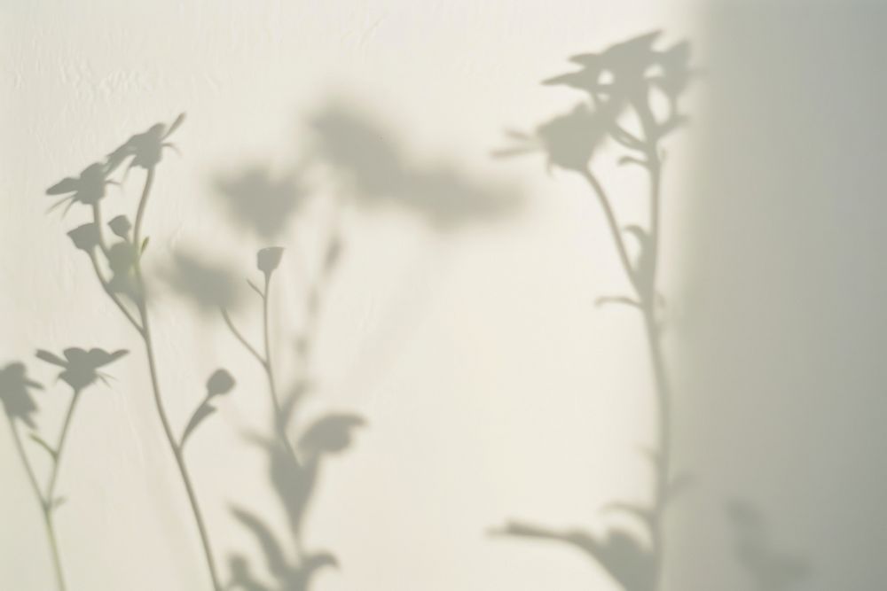 Delicate floral shadows on wall | Free Photo - rawpixel