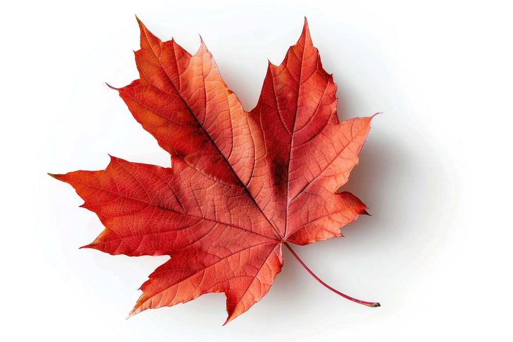 Vibrant autumn maple leaf photo | Free Photo - rawpixel