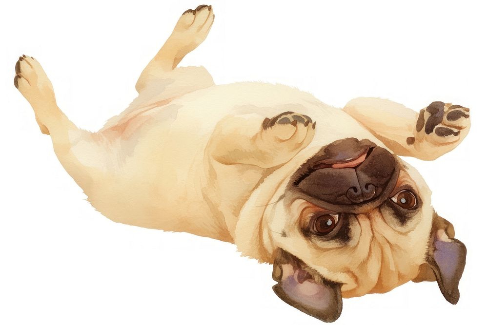 Pug dog Lie back bulldog | Free Photo Illustration - rawpixel
