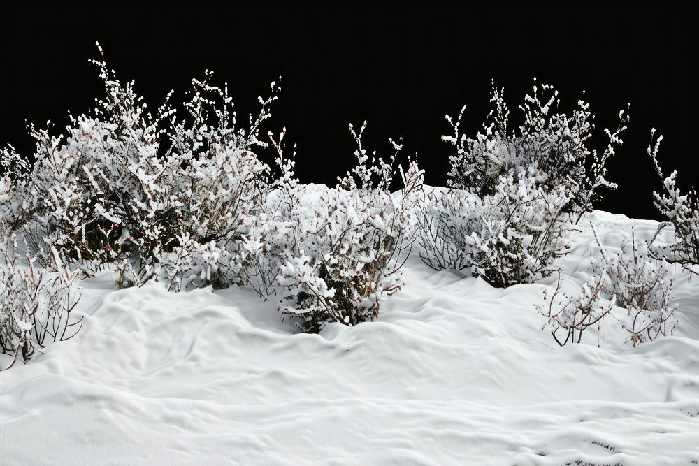 Snow-covered bushes in winter | Free Photo - rawpixel