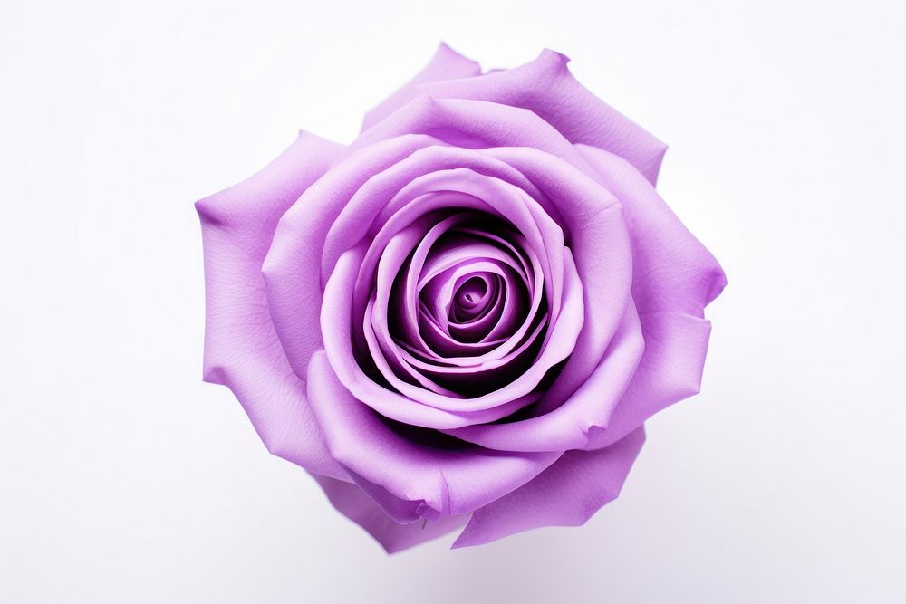 Vibrant purple rose bloom | Free Photo - rawpixel