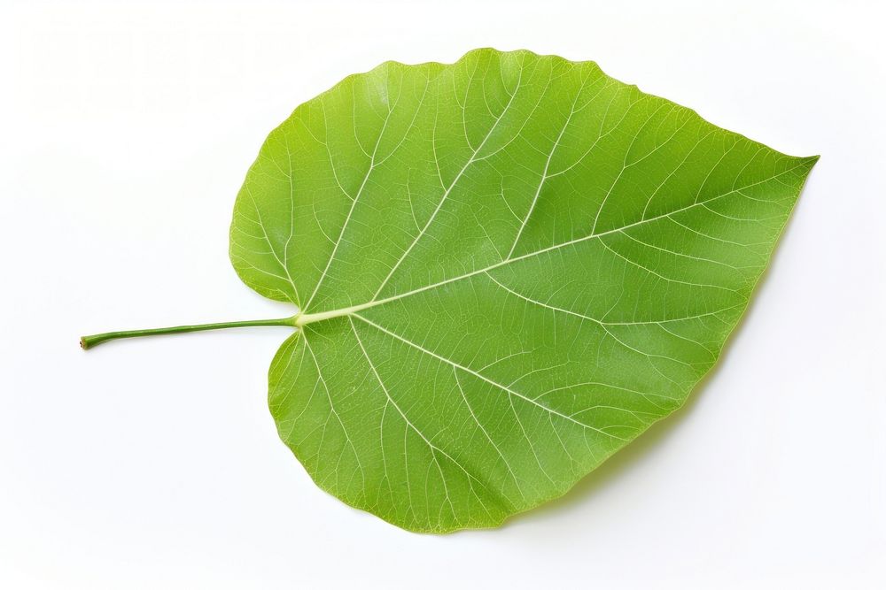 Aspen leaf herbal plant herbs. | Free Photo - rawpixel