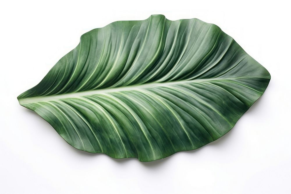 Marble leaf plant. | Free Photo - rawpixel