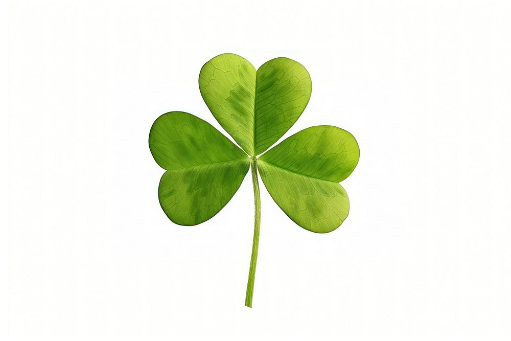 A green clover leaf plant. | Free Photo Illustration - rawpixel