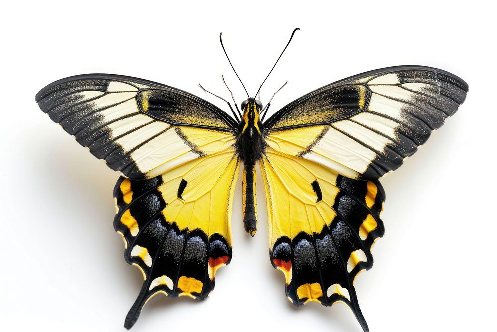 Vibrant yellow butterfly wings | Free Photo - rawpixel