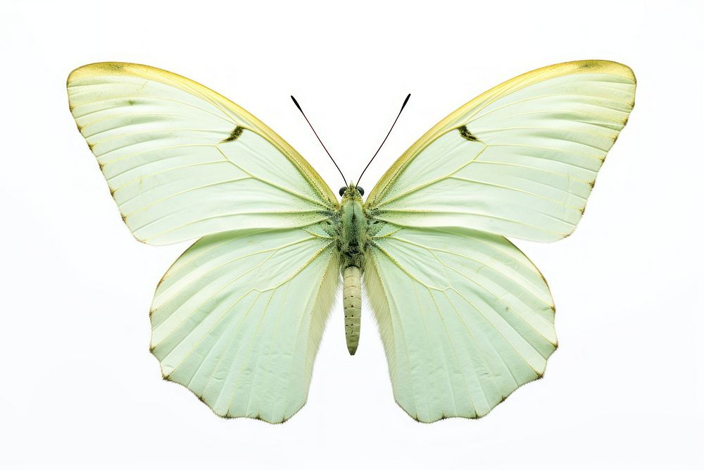 Elegant white butterfly wings spread | Free Photo - rawpixel