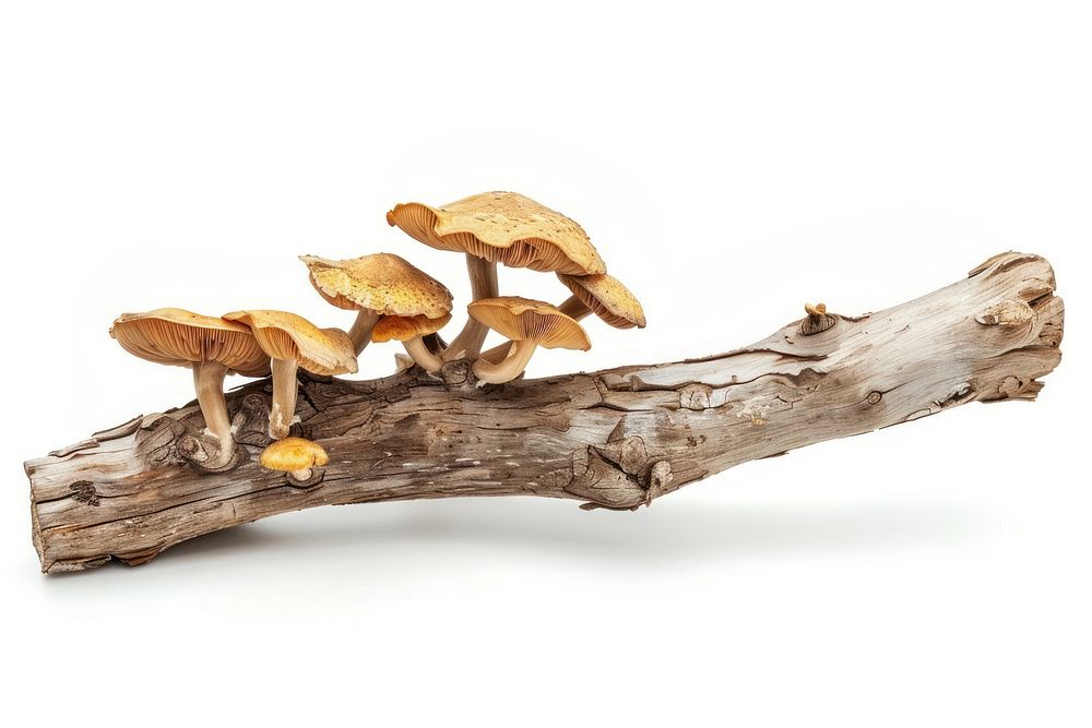 Mushrooms growing on fallen log | Free Photo - rawpixel