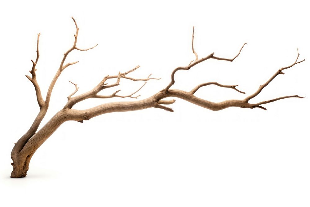 Bare tree branch isolated white | Free Photo - rawpixel