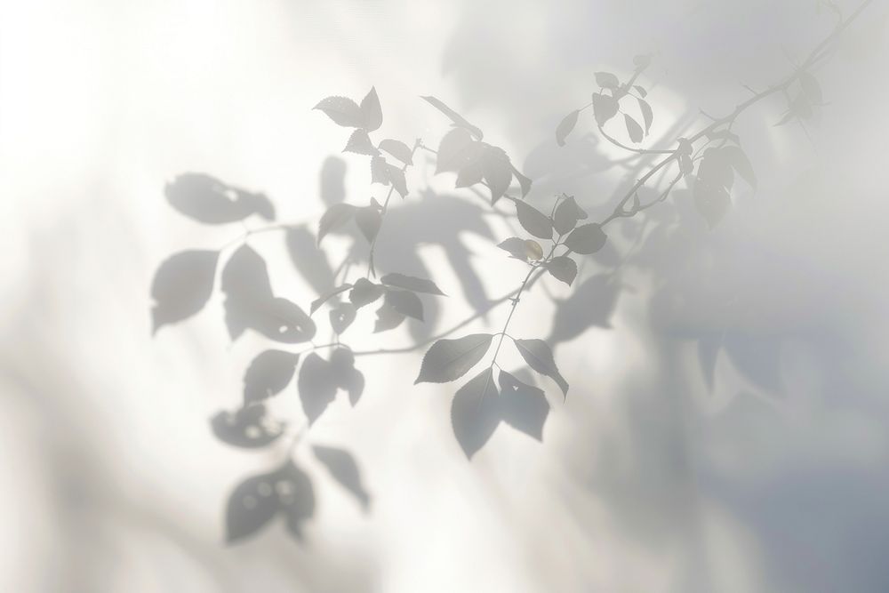 Ethereal leaves shadow art | Free Photo - rawpixel