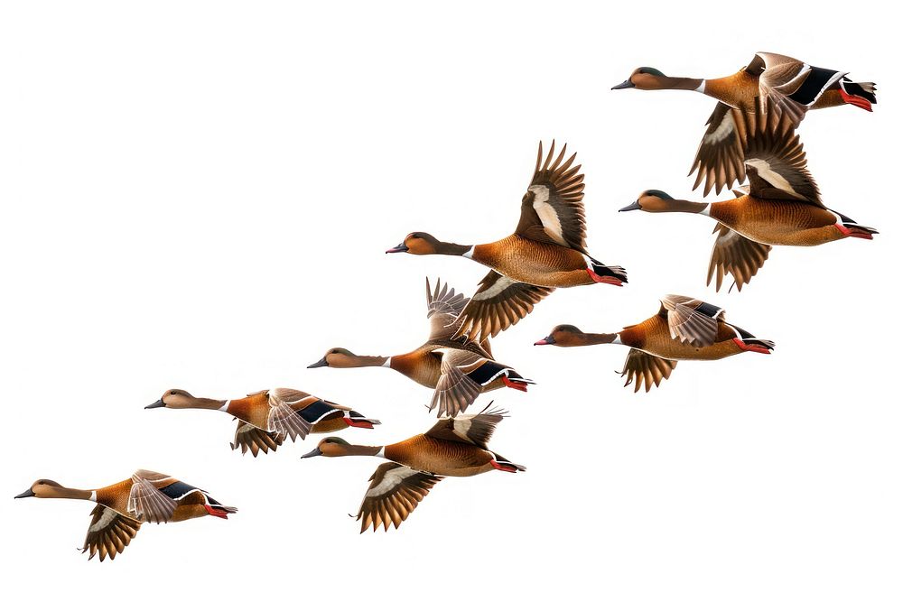 Flying ducks in formation | Free Photo - rawpixel