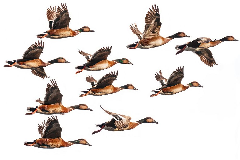 Flying ducks in synchronized formation | Free Photo - rawpixel