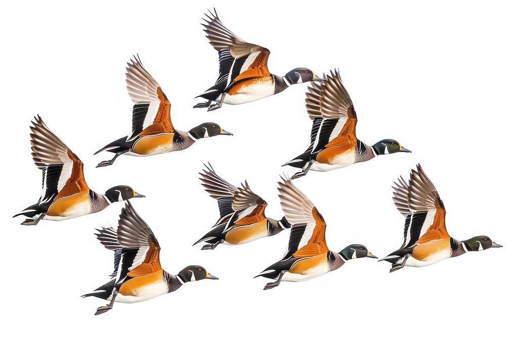 Colorful ducks in flight formation | Free Photo - rawpixel
