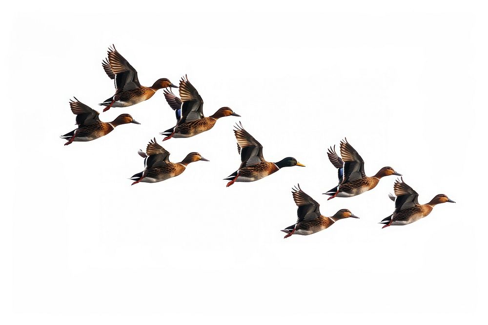 Ducks flying in formation | Free Photo - rawpixel