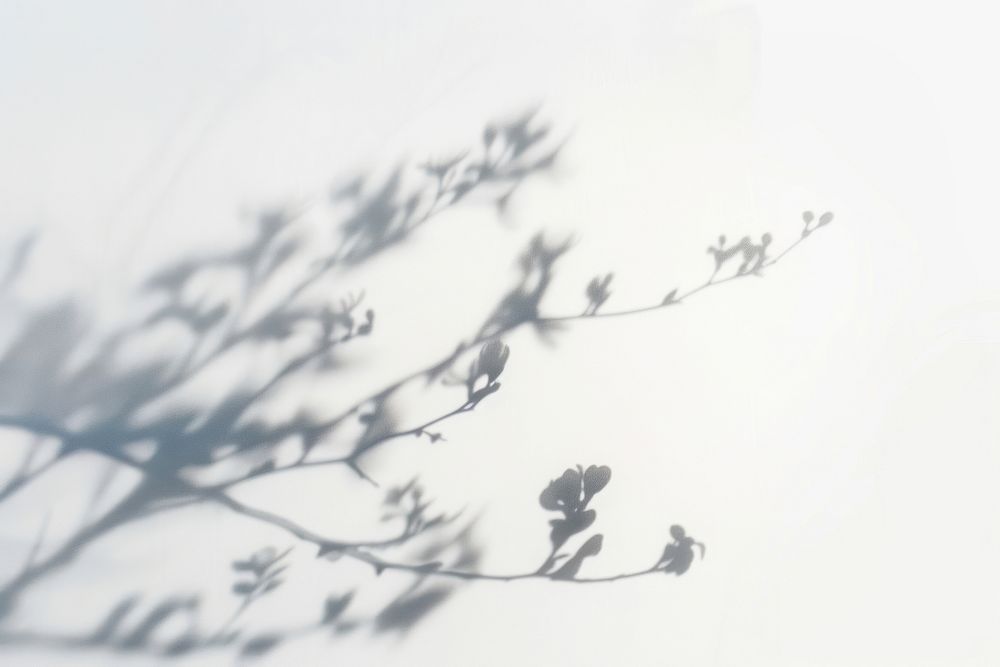 Elegant botanical shadow art | Free Photo - rawpixel