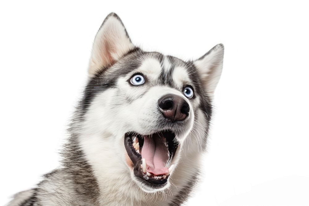 Photo shocked siberian husky animal | Free Photo - rawpixel