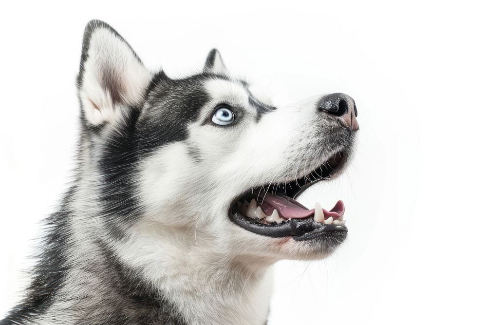 Photo shocked siberian husky animal | Free Photo - rawpixel