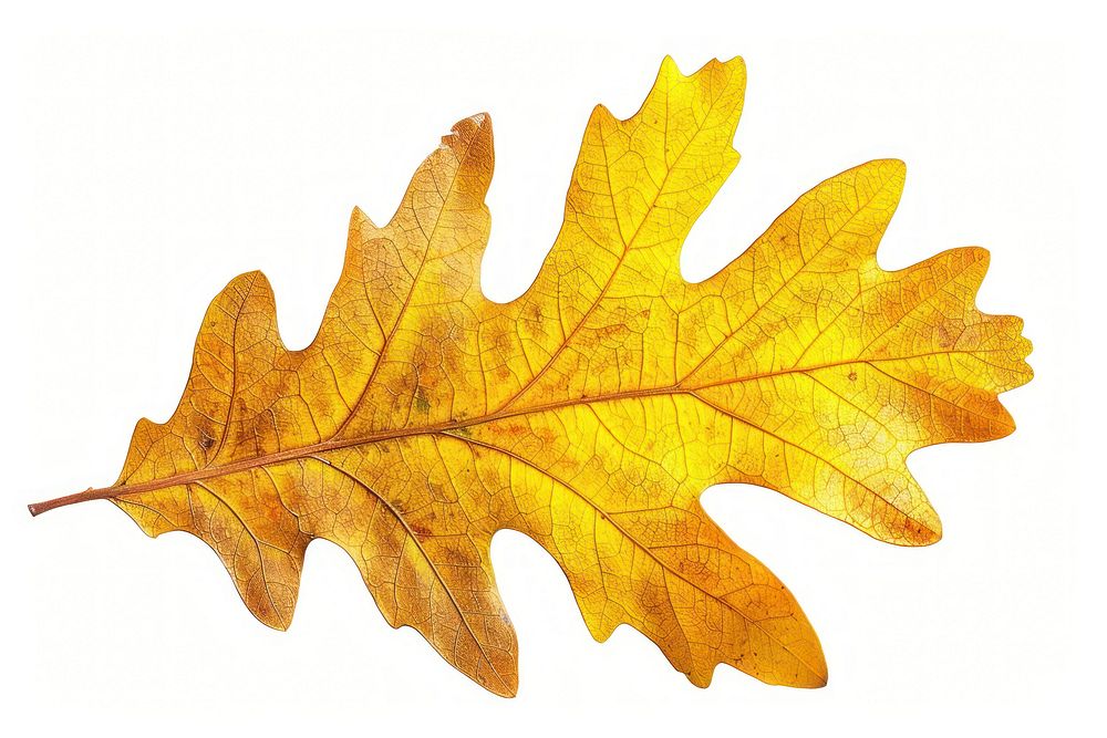 Golden autumn oak leaf | Free Photo - rawpixel