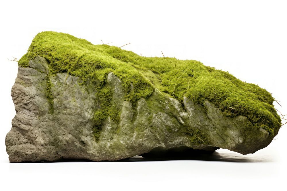 Moss green rock moss reptile | Free Photo - rawpixel