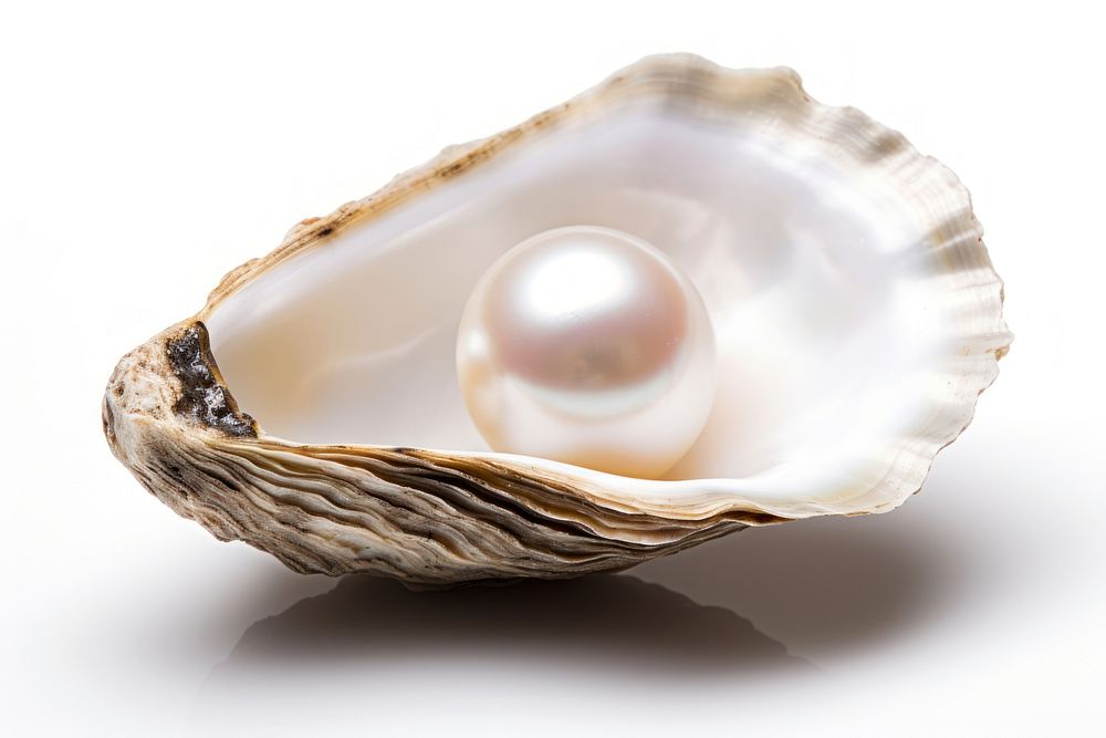 Elegant pearl in oyster shell | Free Photo - rawpixel