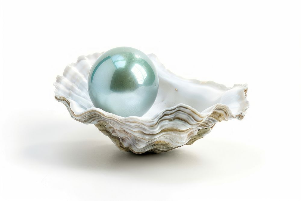 Elegant pearl in oyster shell | Free Photo - rawpixel
