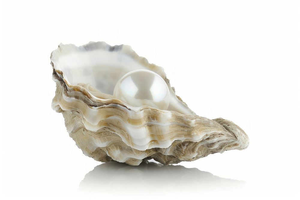 Elegant pearl in oyster shell | Free Photo - rawpixel