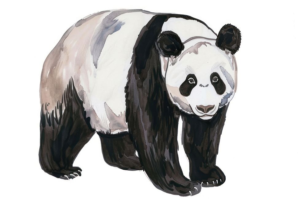 Hand-painted panda bear illustration | Free Photo Illustration - rawpixel