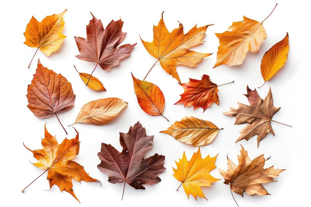 Colorful autumn leaves collection | Free Photo - rawpixel