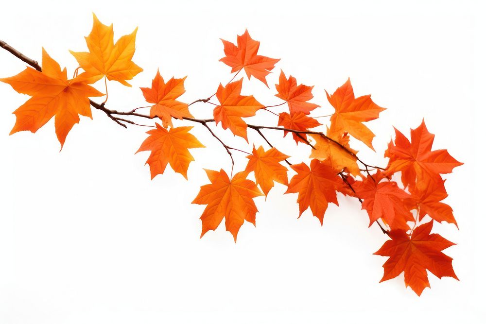 Vibrant autumn leaves on branch | Free Photo - rawpixel