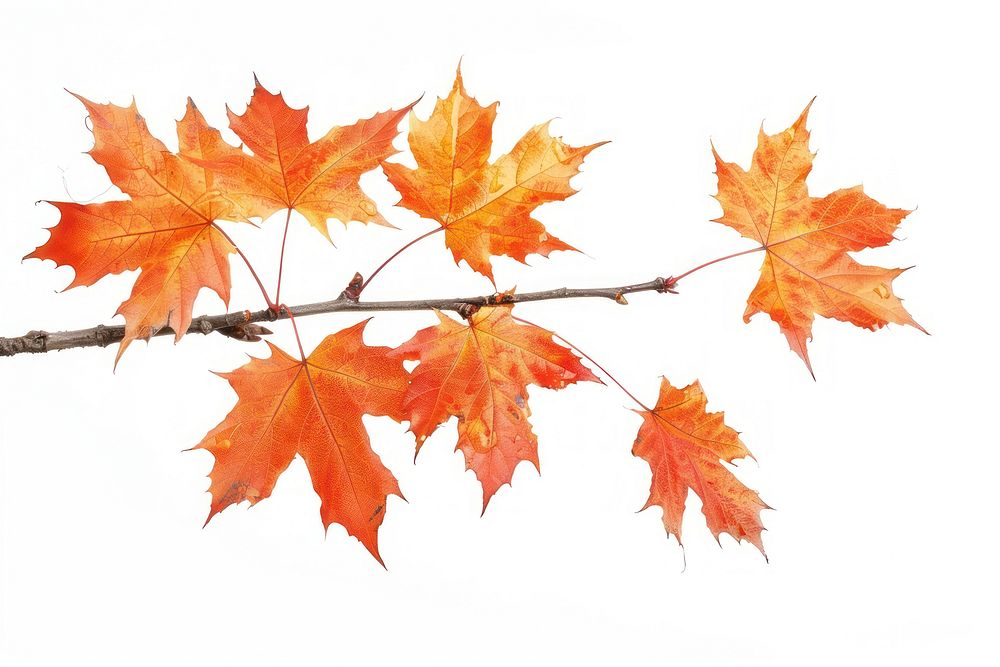 Maple bonfire plant flame | Free Photo - rawpixel