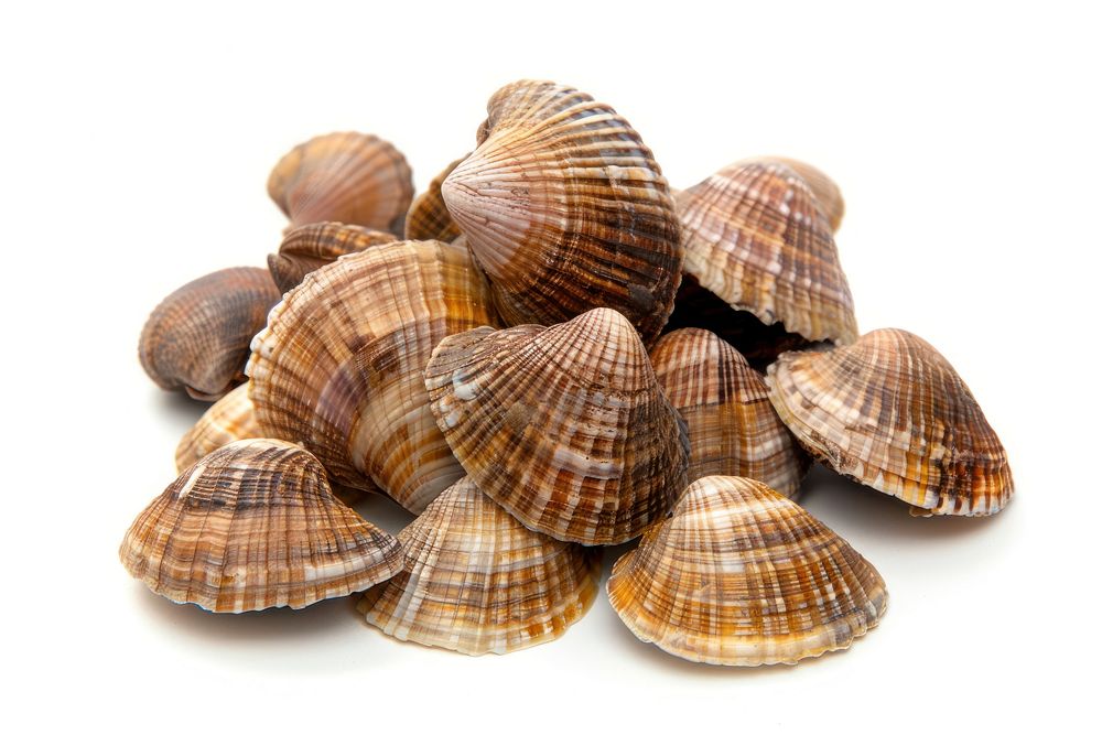 Beautiful natural seashells collection | Free Photo - rawpixel