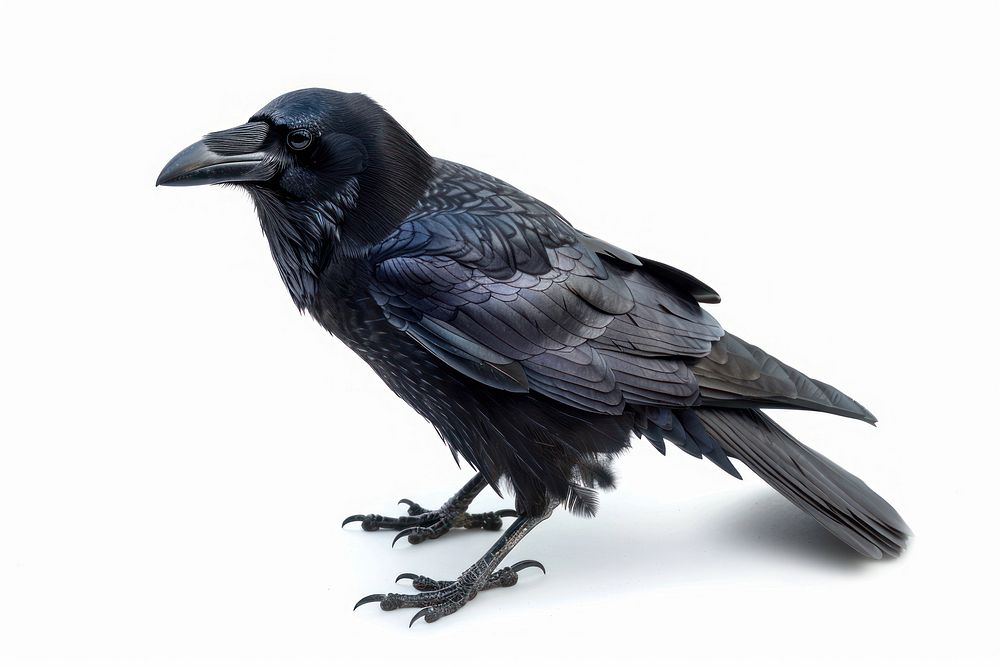 Crow blackbird agelaius animal. | Free Photo - rawpixel