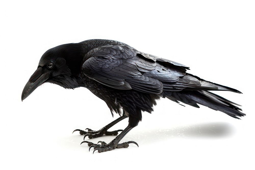 Crow animal bird. | Free Photo - rawpixel