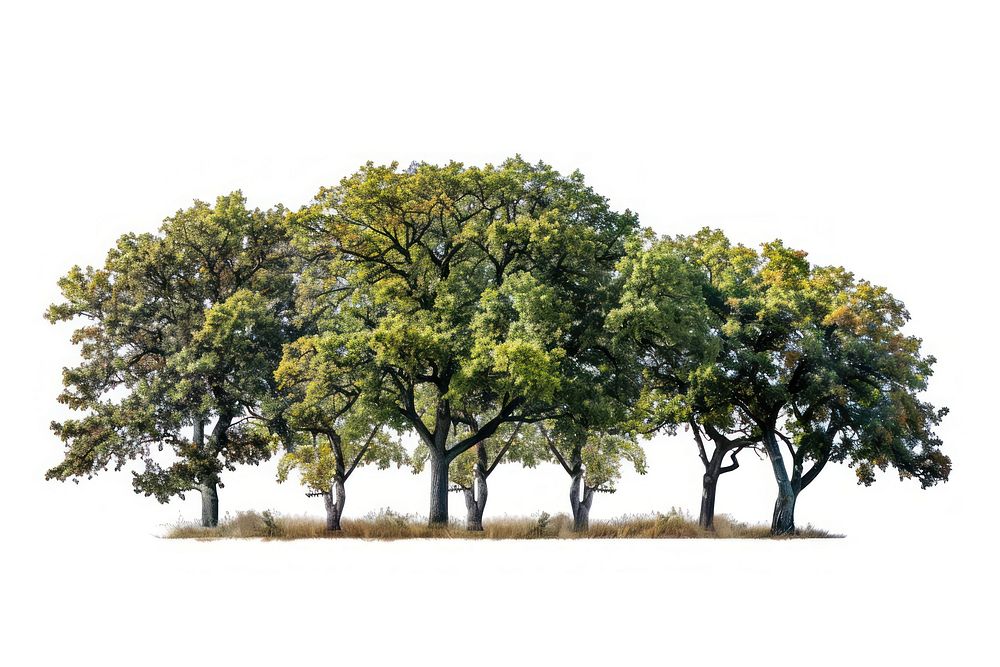 Group different trees oak sycamore | Free Photo - rawpixel