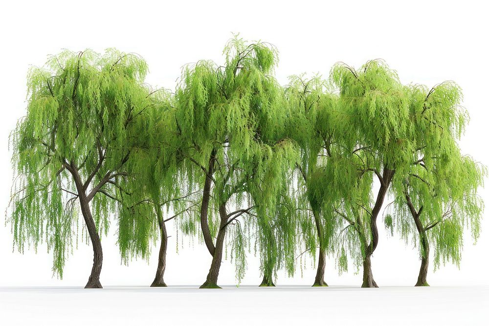 Group of willow trees plant. | Free Photo - rawpixel