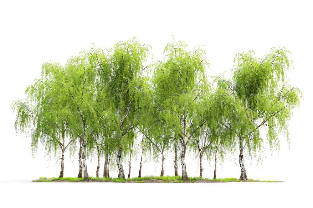 Group of willow trees plant. | Free Photo - rawpixel