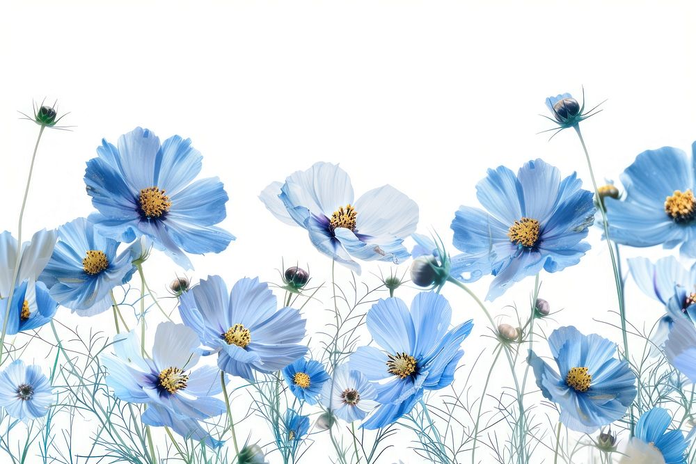 Cosmos flower border collage asteraceae | Free Photo - rawpixel