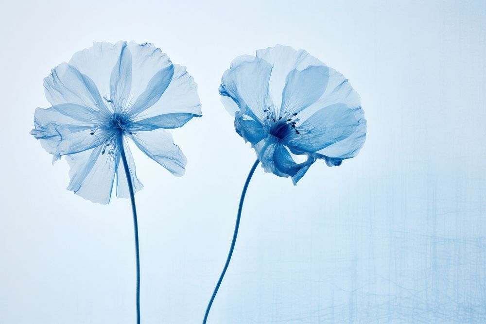 Delicate translucent blue flowers | Free Photo - rawpixel