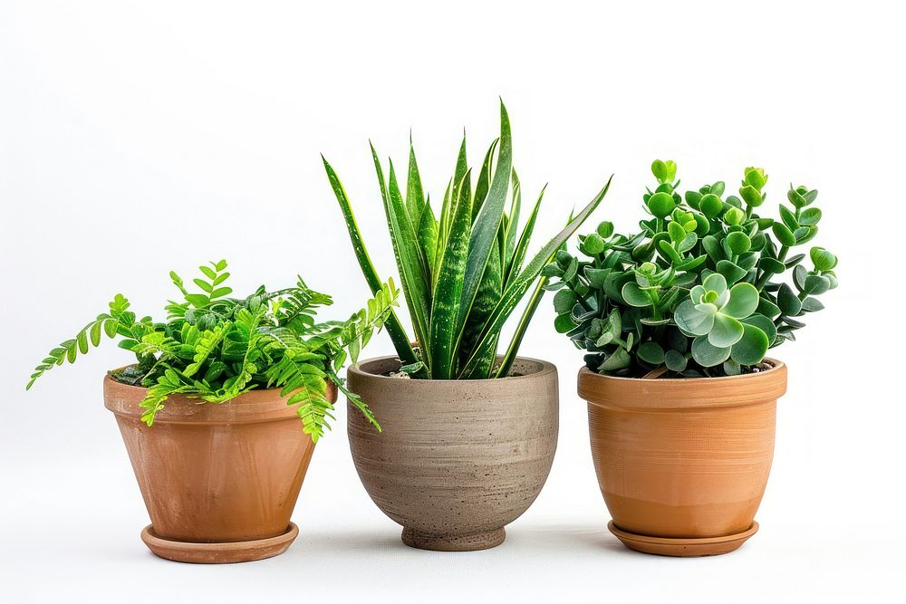 Potted indoor plants on display | Free Photo - rawpixel