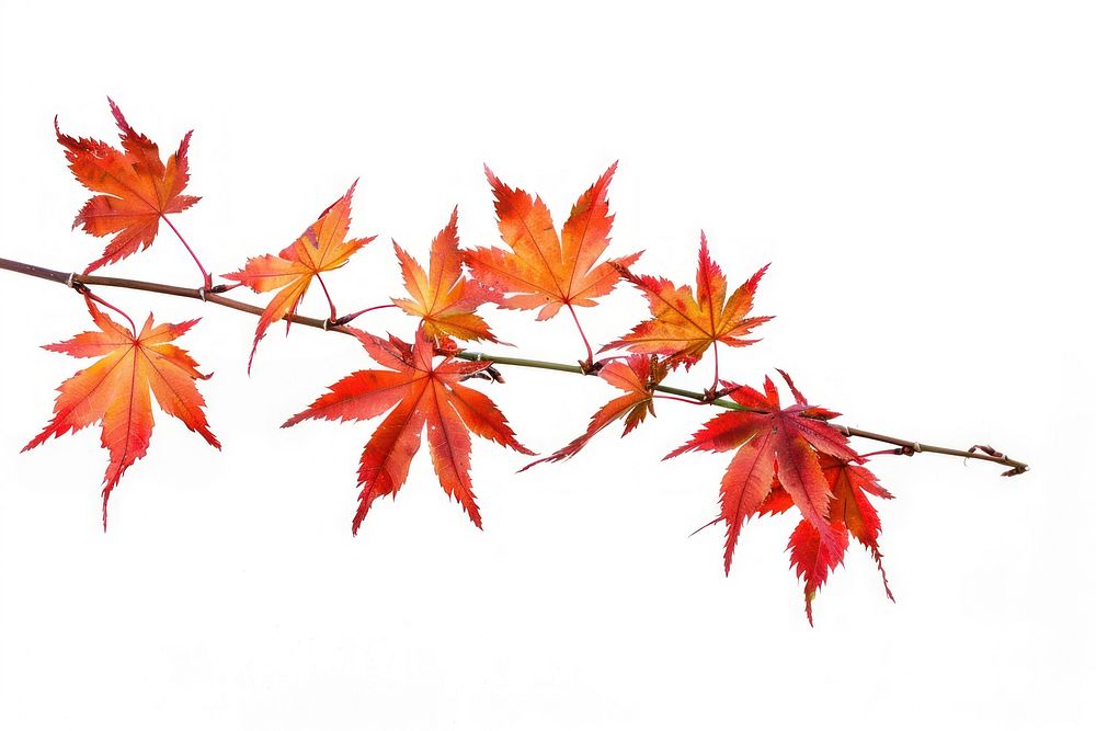 Vibrant autumn maple leaves branch | Free Photo - rawpixel