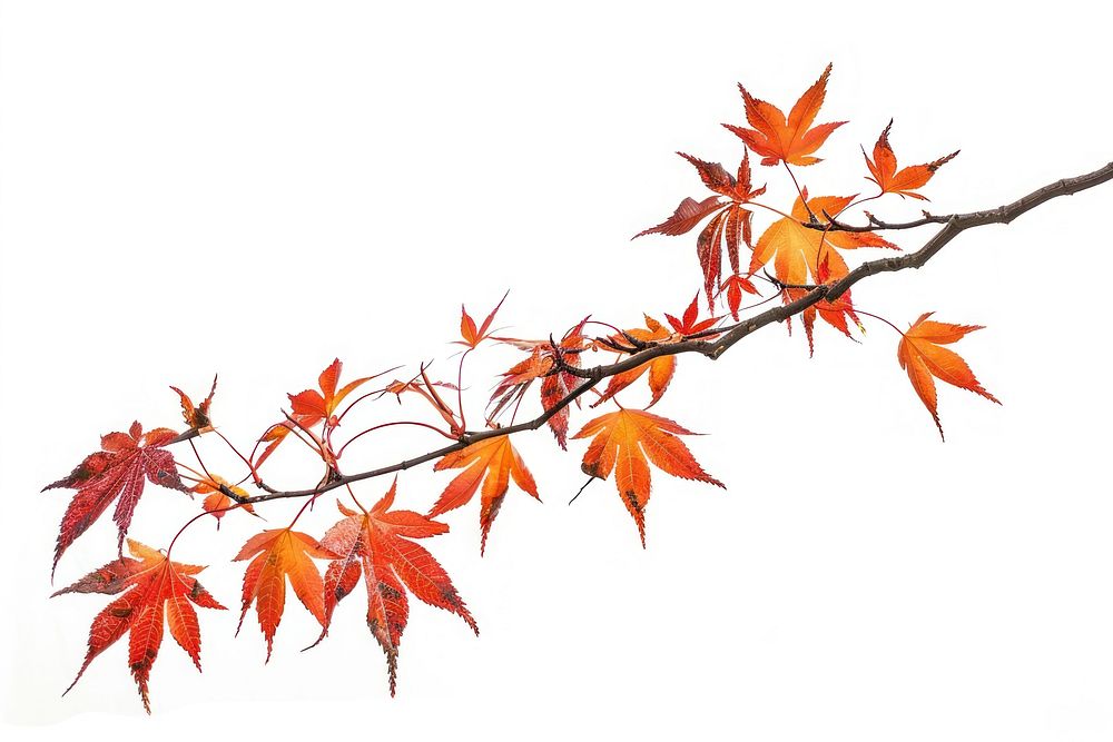 Vibrant autumn maple branch | Free Photo - rawpixel