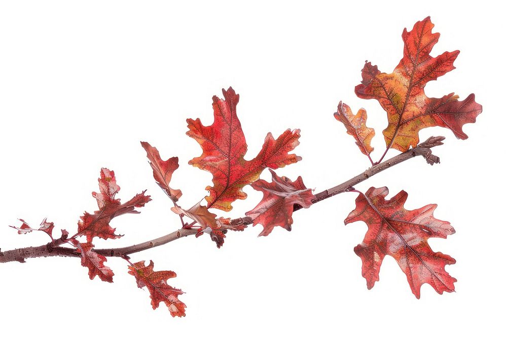 Vibrant autumn oak leaves branch | Free Photo - rawpixel