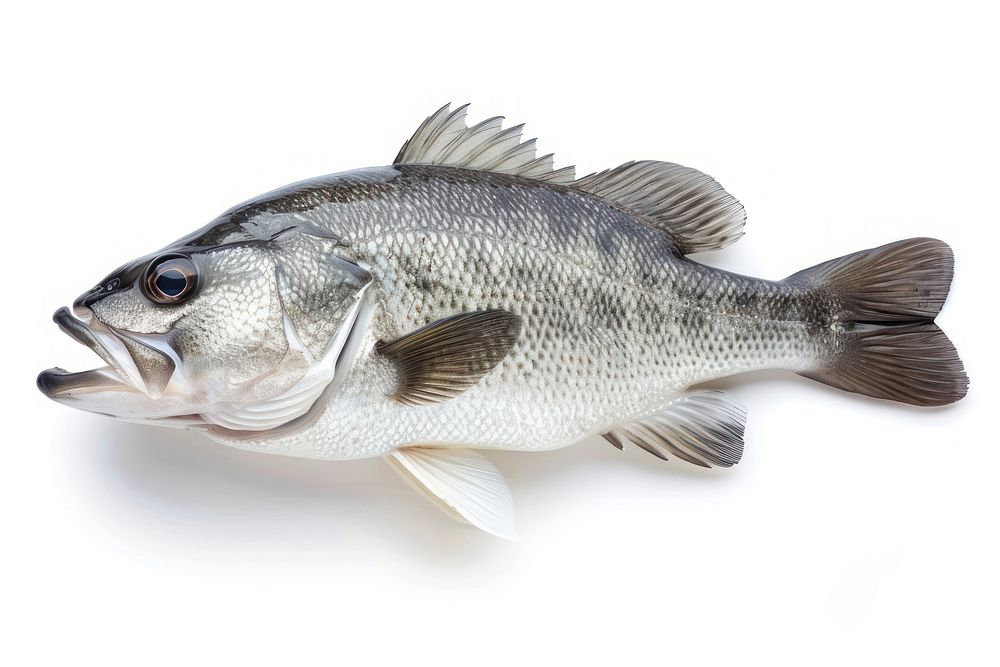 Fish animal perch sea life. | Free Photo - rawpixel