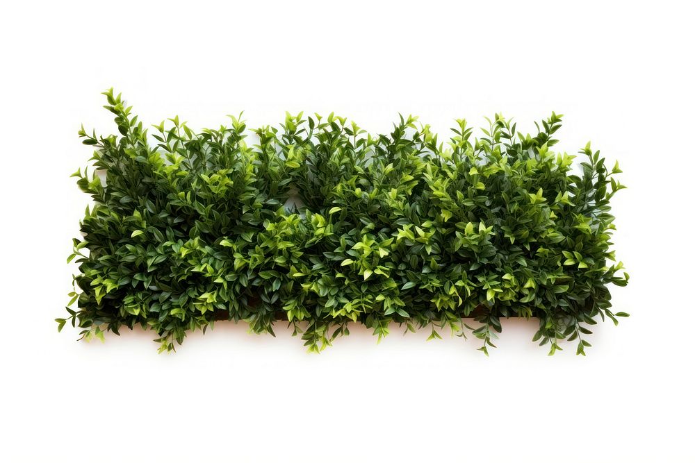 Lush green artificial hedge panel | Free Photo - rawpixel