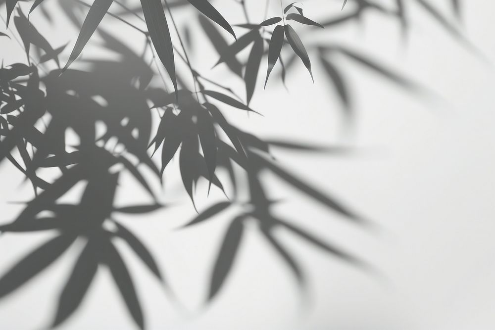 Elegant bamboo leaves shadow | Free Photo - rawpixel