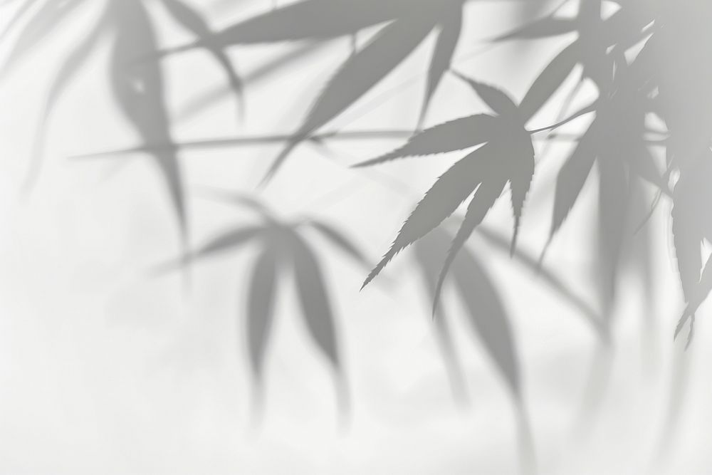 Elegant leaves shadow art | Free Photo - rawpixel